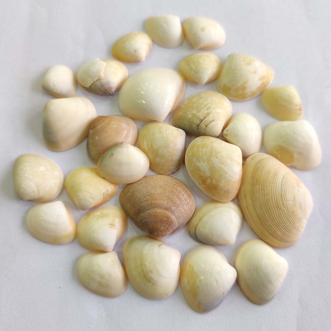 YELLOW CLAMP SEASHELL