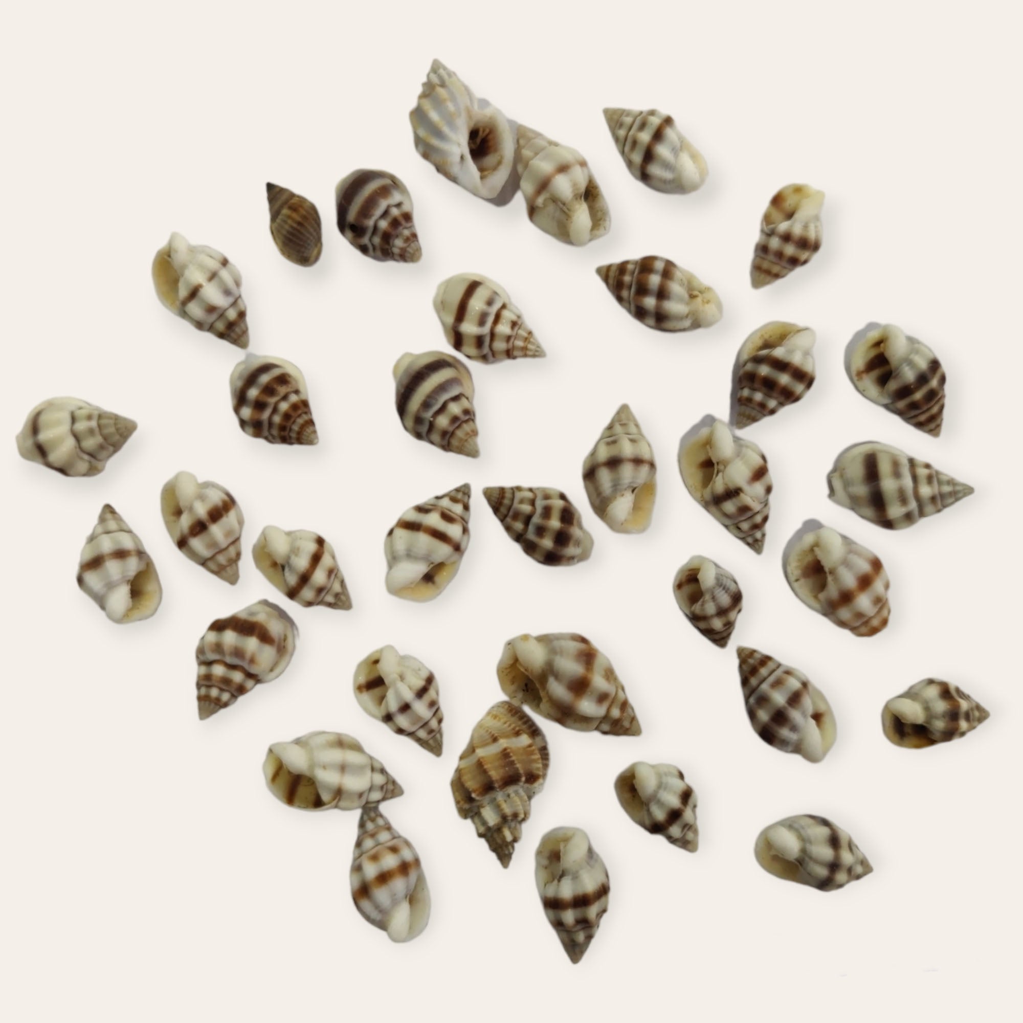 Sea shell - 002
